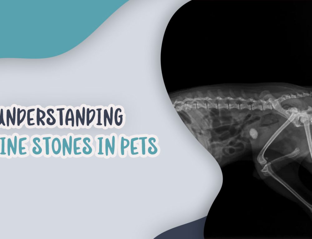 Discovering Stray Animals: Identification and Safe Handling Tips ...